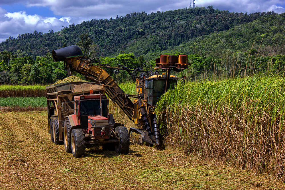 FAO Food Price Index Continues Downward Trend In June
