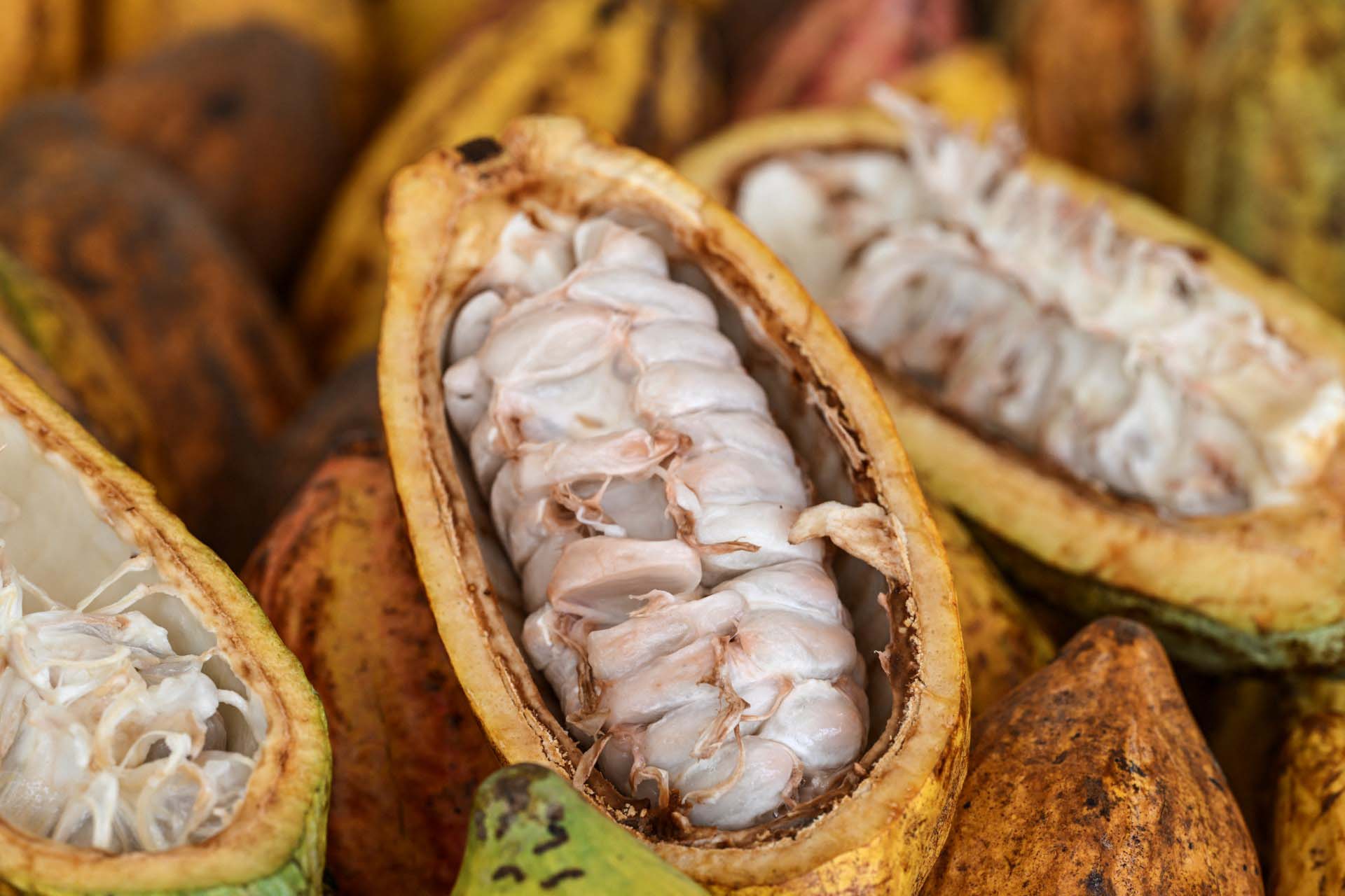 Cocoa Prices Are Still 3 Times Higher Than Last Year