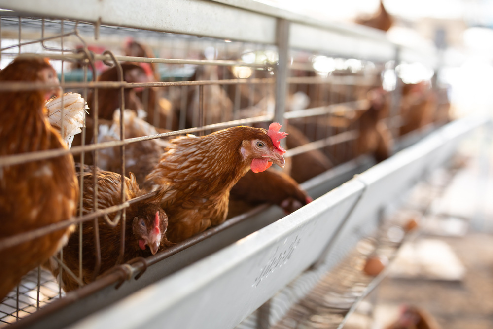 New Bird Flu Variant Reported In Mexico