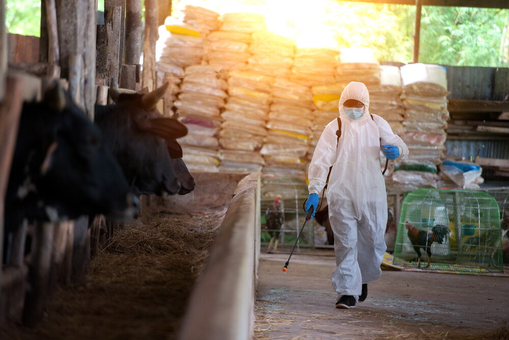 Here's Everything About Mad Cow Disease After Brazil Confirms Infection