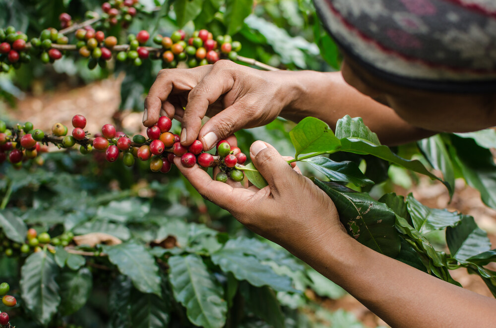 Nestle Steps Up Commitment On Sustainable Coffee Sourcing
