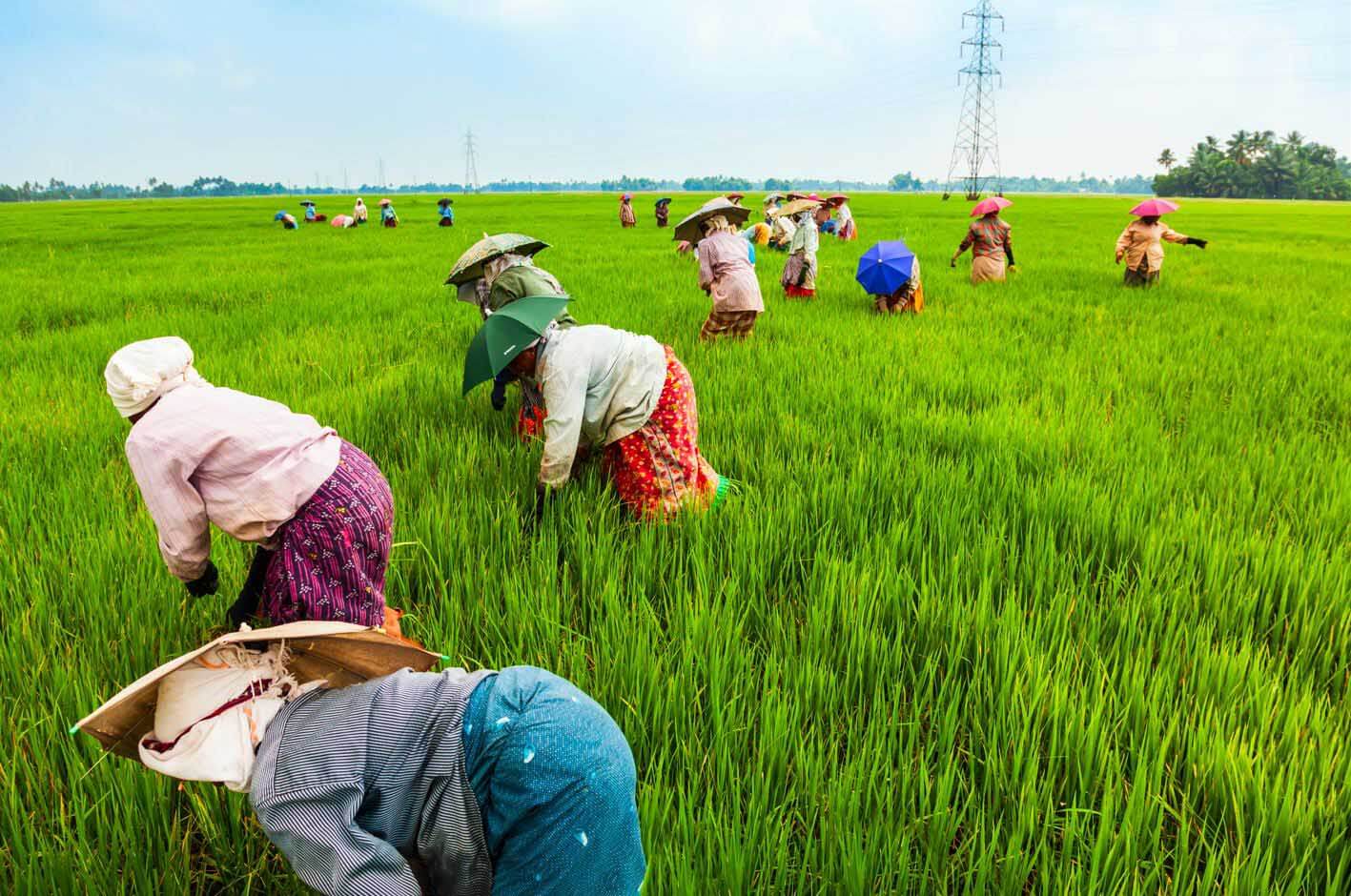 India Bans Rice Export, Threatening Global Food Security