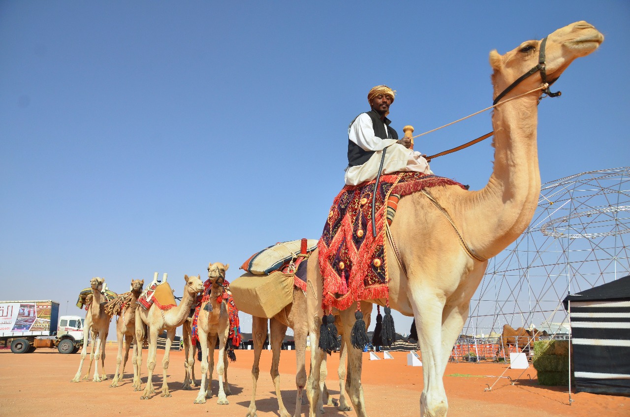 12 Camels Disqualified From Beauty Contest For Using Botox